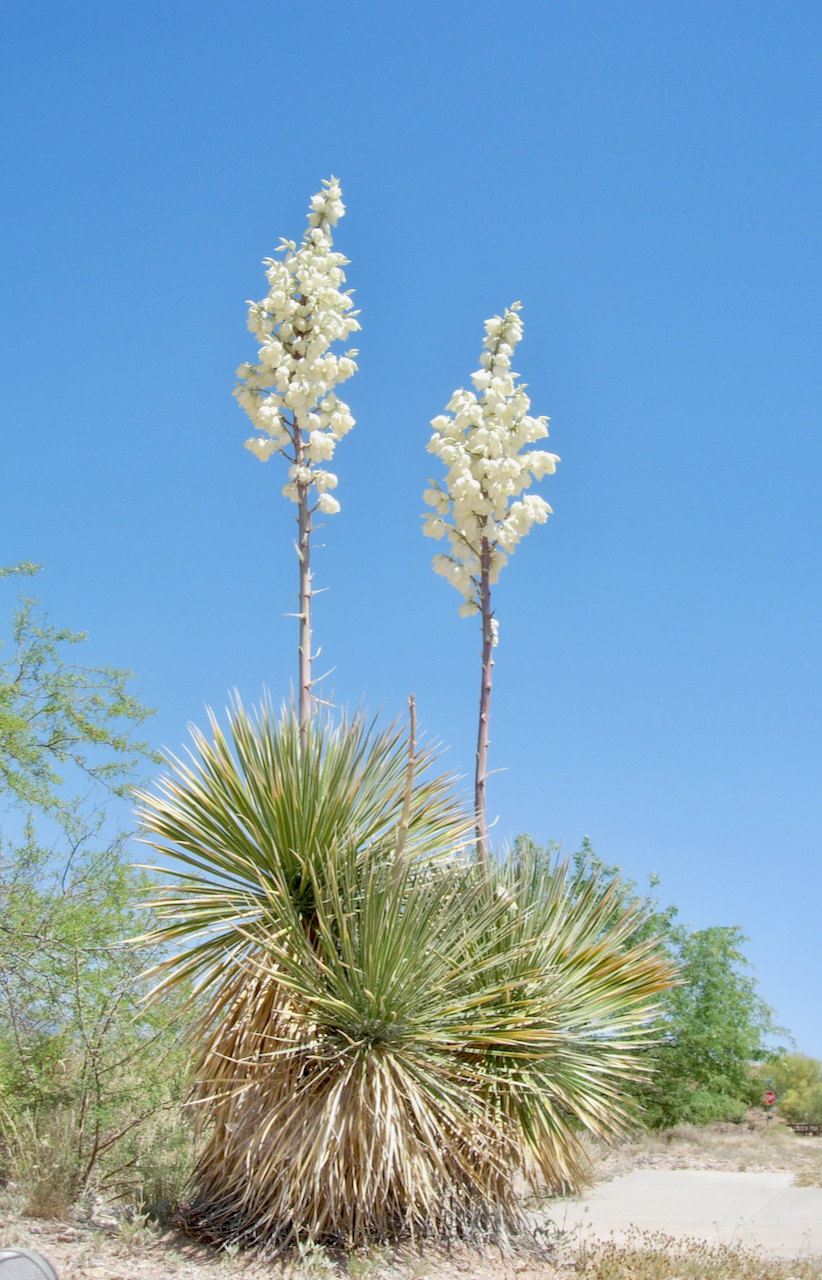 Soaptree Yucca What s Blooming