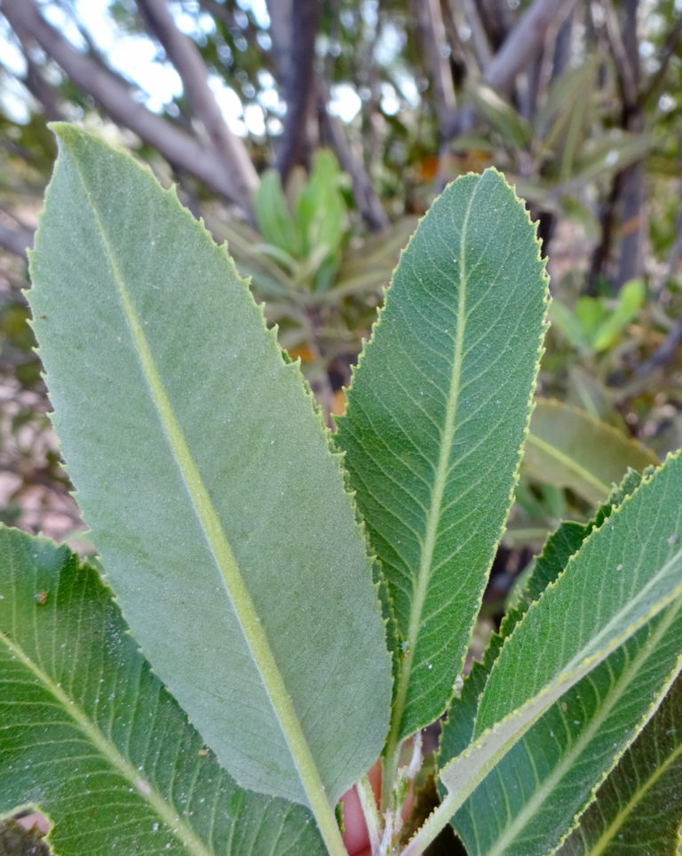 Arizona rosewood – What's Blooming