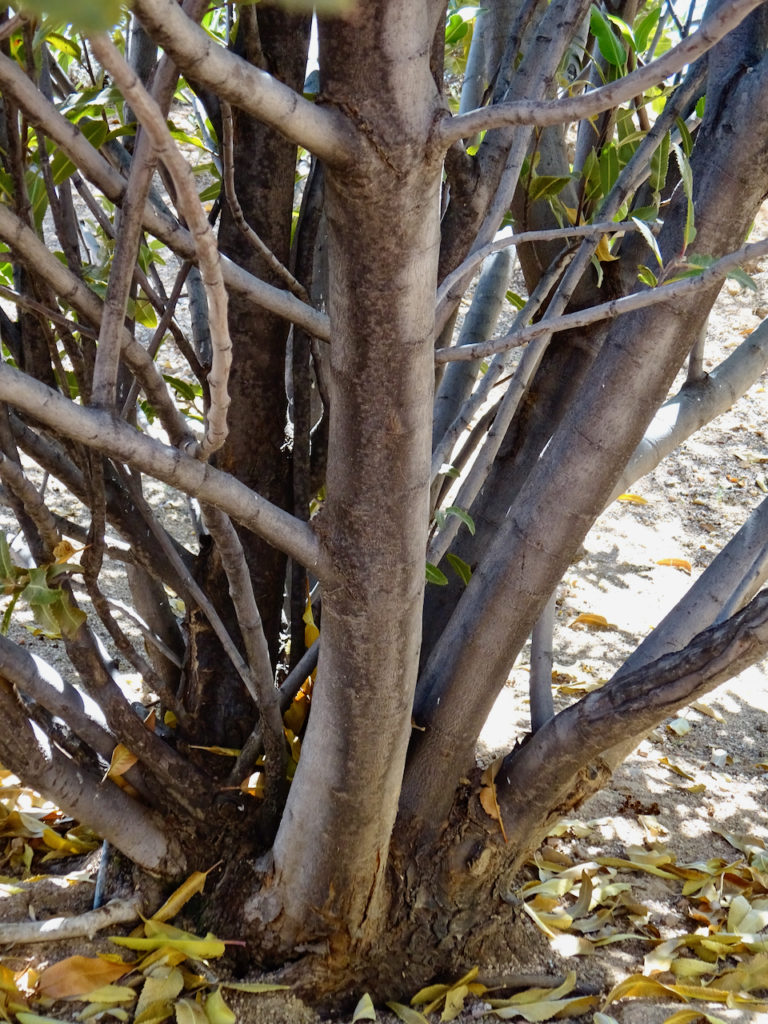 Arizona rosewood – What's Blooming